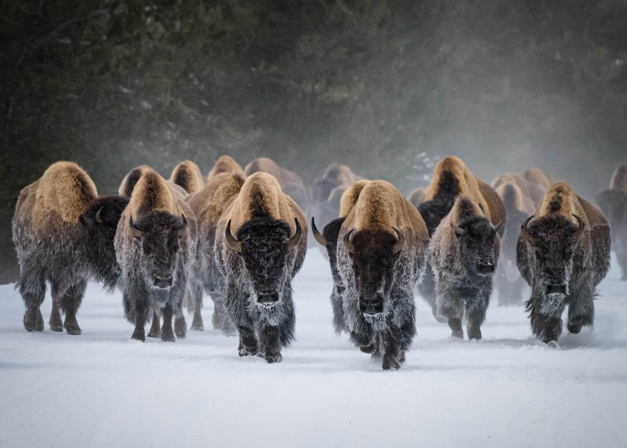 An Exploration of Yellowstone National Park - TravelReveal.com