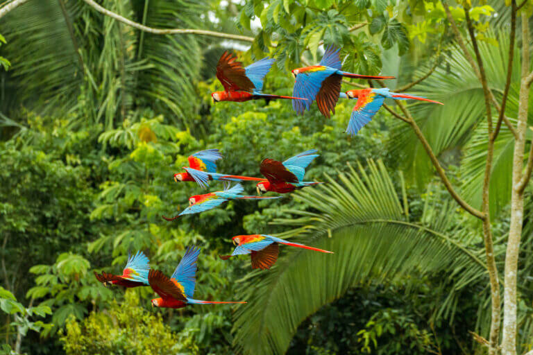 Hidden Gems in the Amazon Rainforest | Travel Reveal